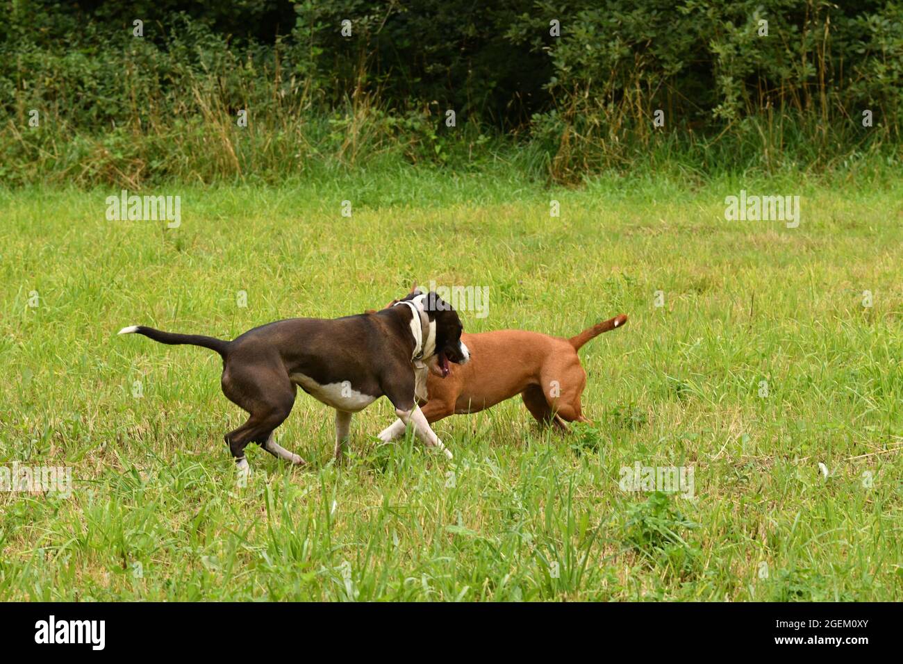 Two American Staffordshire Terrier dogs playing together Stock Photo ...