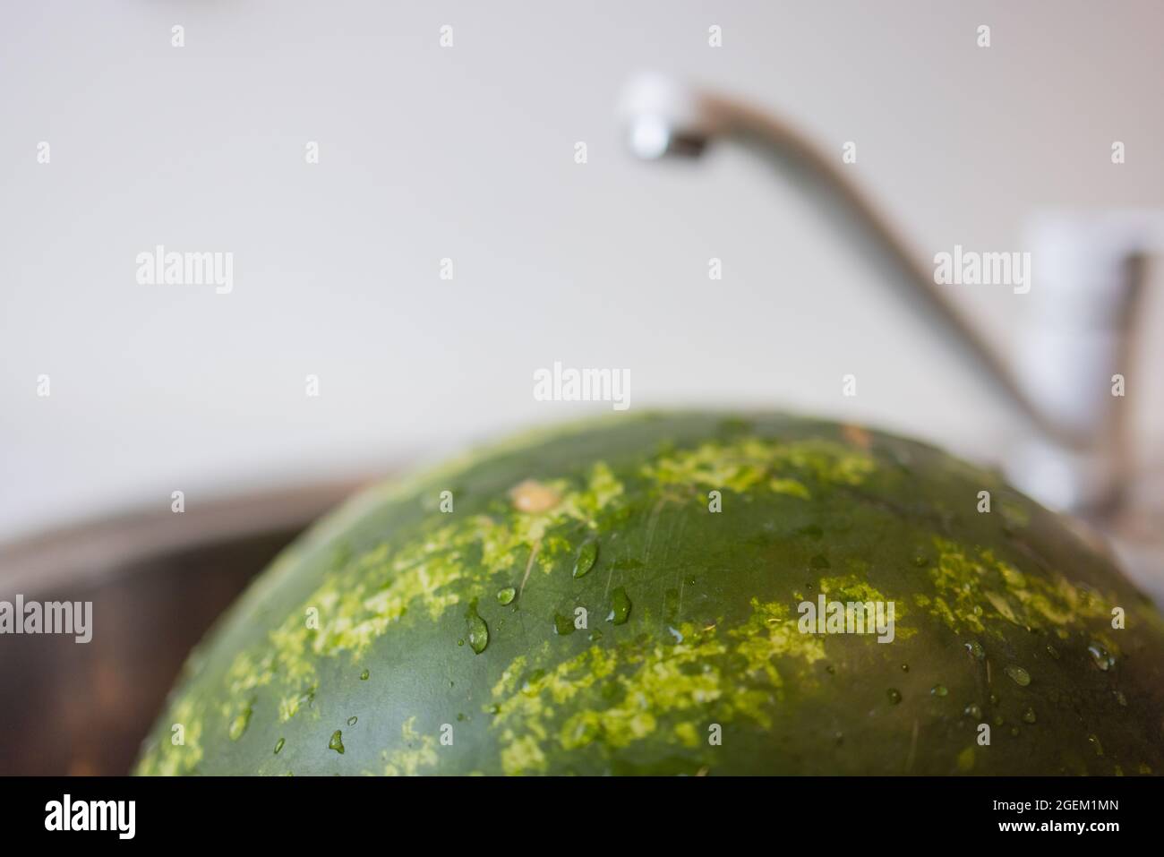 Big green striped watermelon in kitchen sink is cooled under running ...