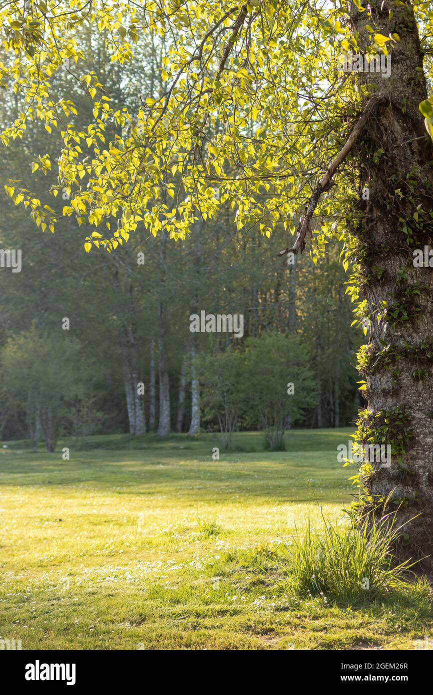late spring early summer meadow with trees around the grass area Stock ...