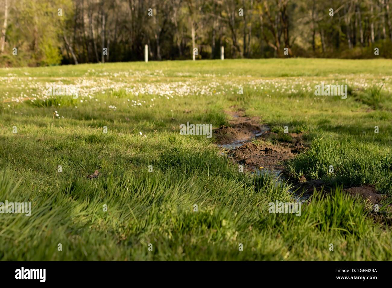 late spring early summer meadow with trees around the grass area Stock ...