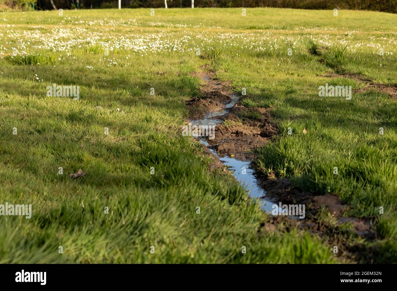 small stream of water through the mud in a thick green pasture Stock ...