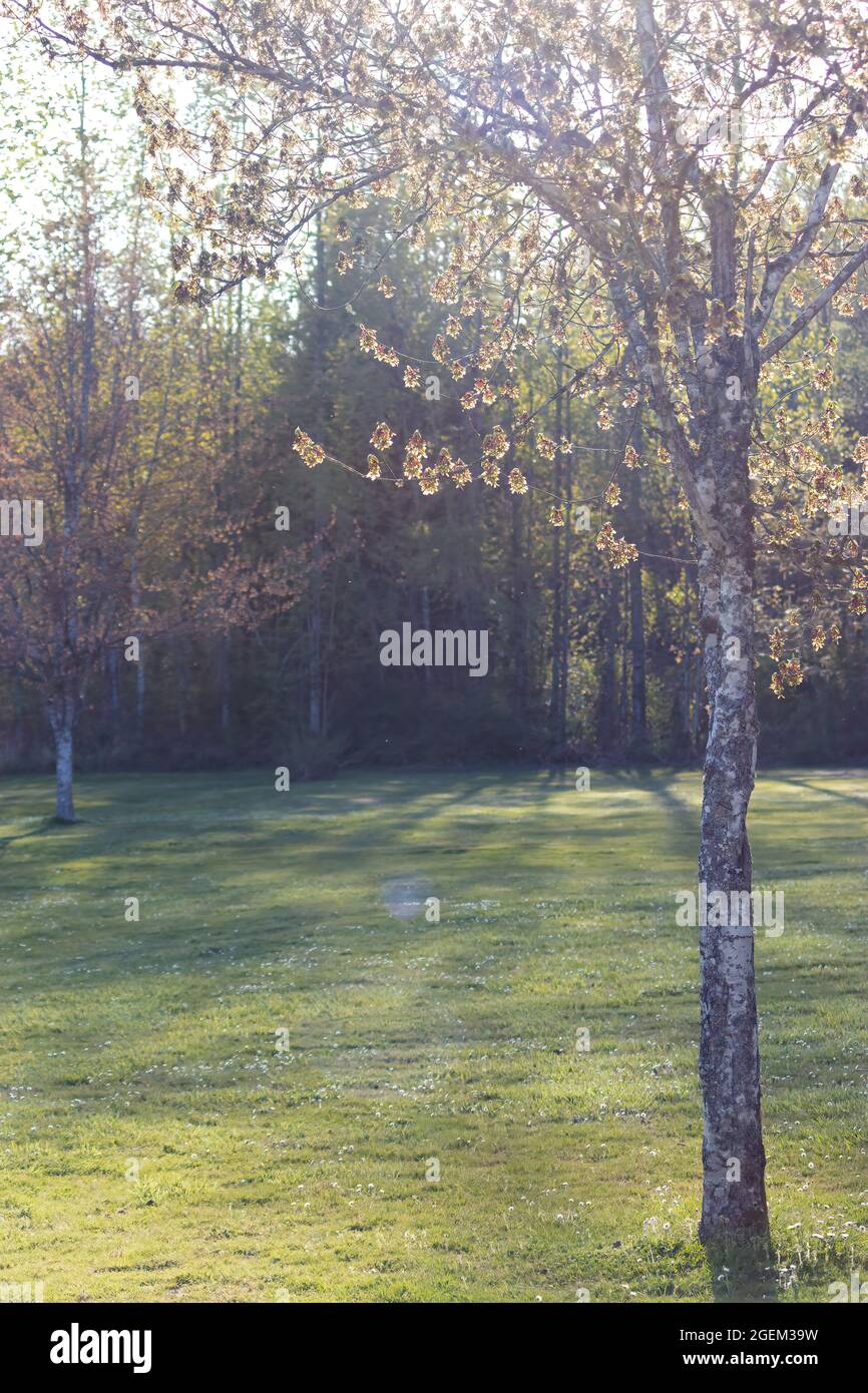 late spring early summer meadow with trees around the grass area Stock ...