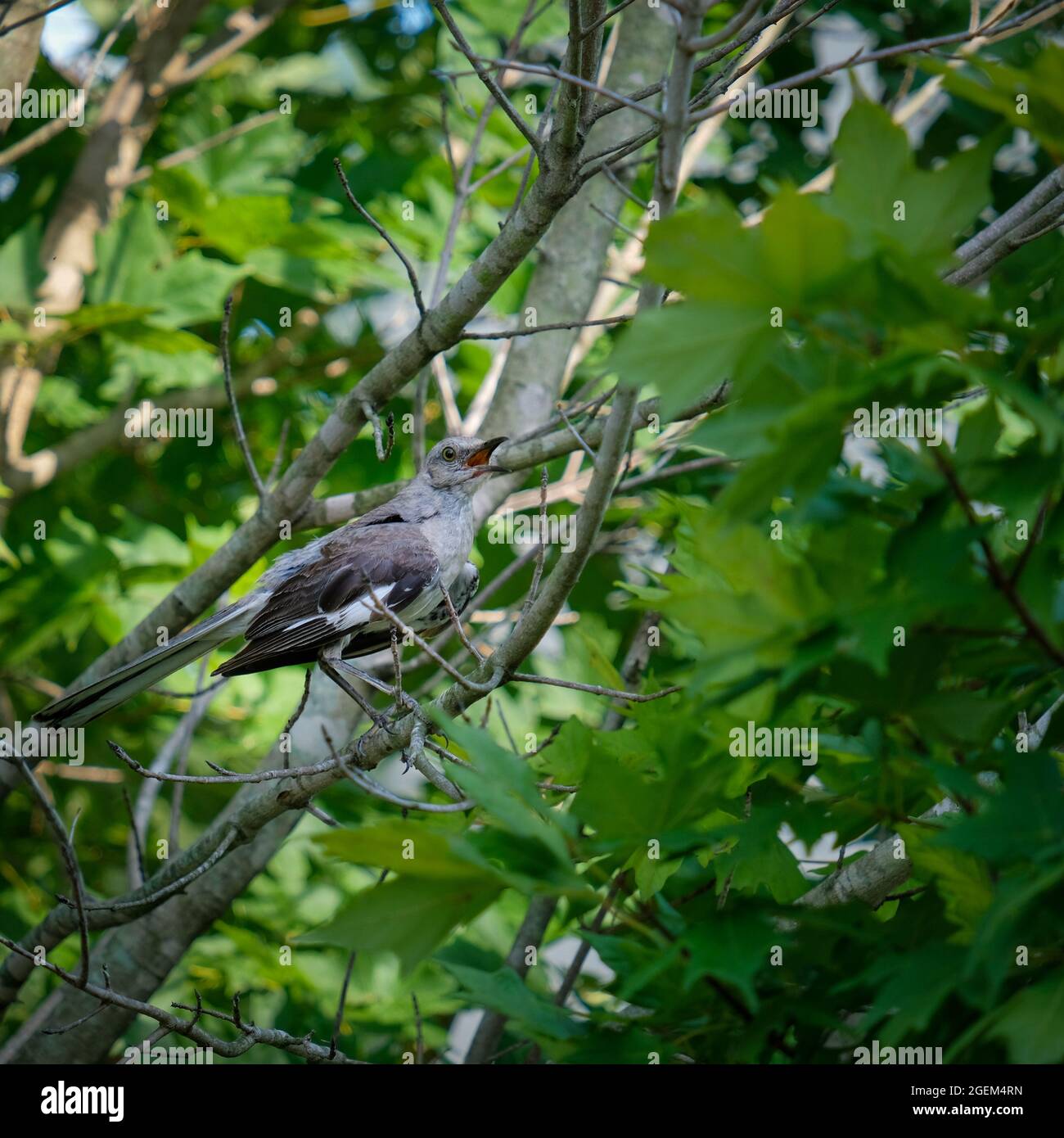 Northern mockingbird Mimus polyglottos) perched on a tree branch amid ...