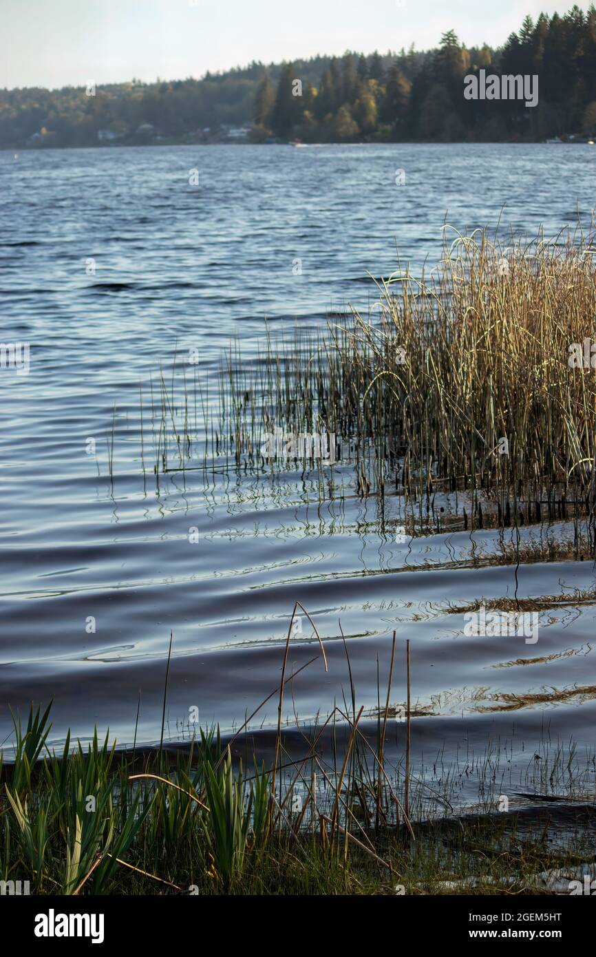 tall grass and reeds growing out of the water in a lake Stock Photo - Alamy