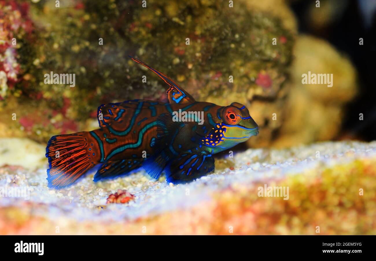 Mandarin fish hi-res stock photography and images - Alamy