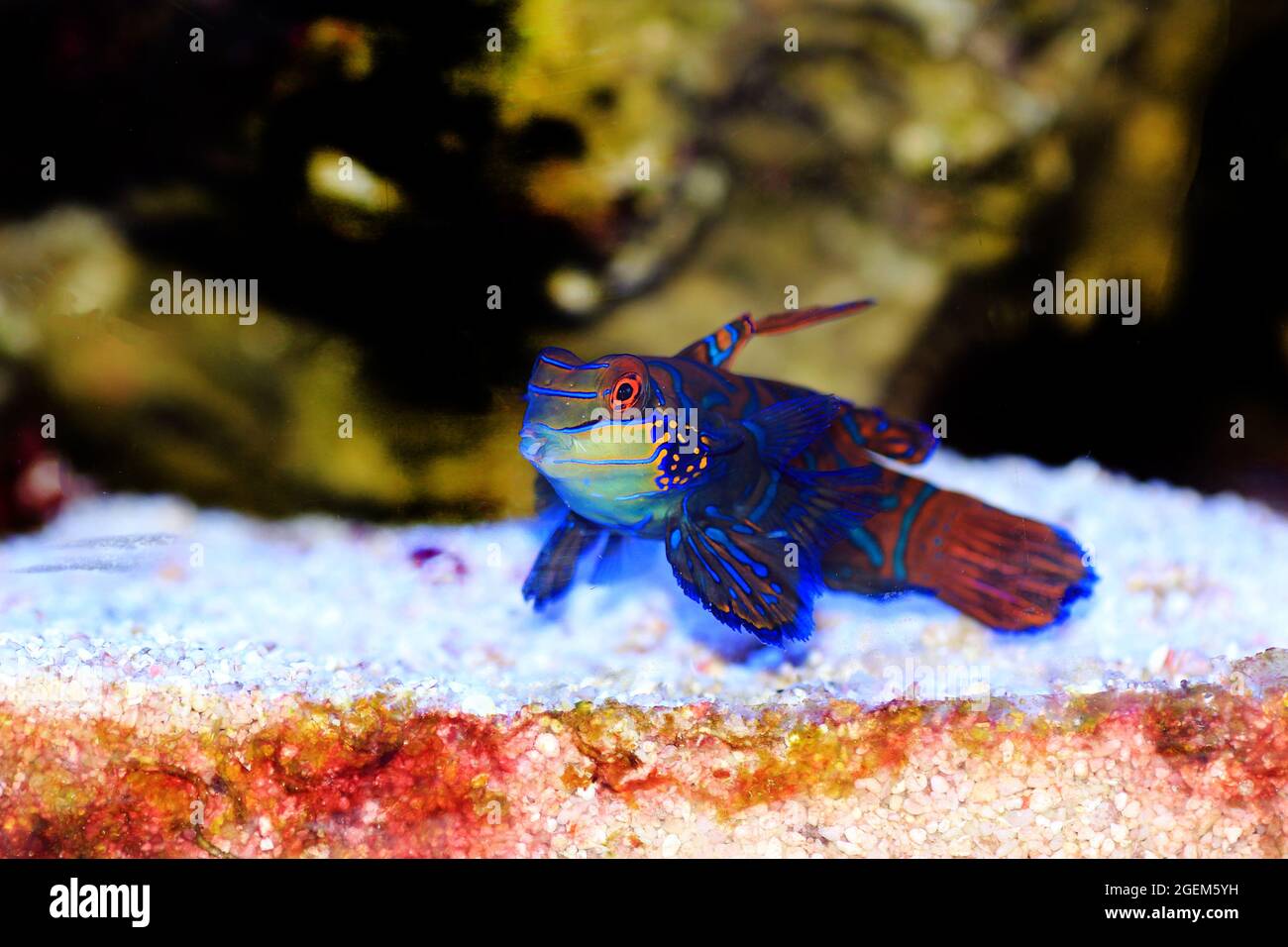 Colorful Saltwater Aquarium Fish
