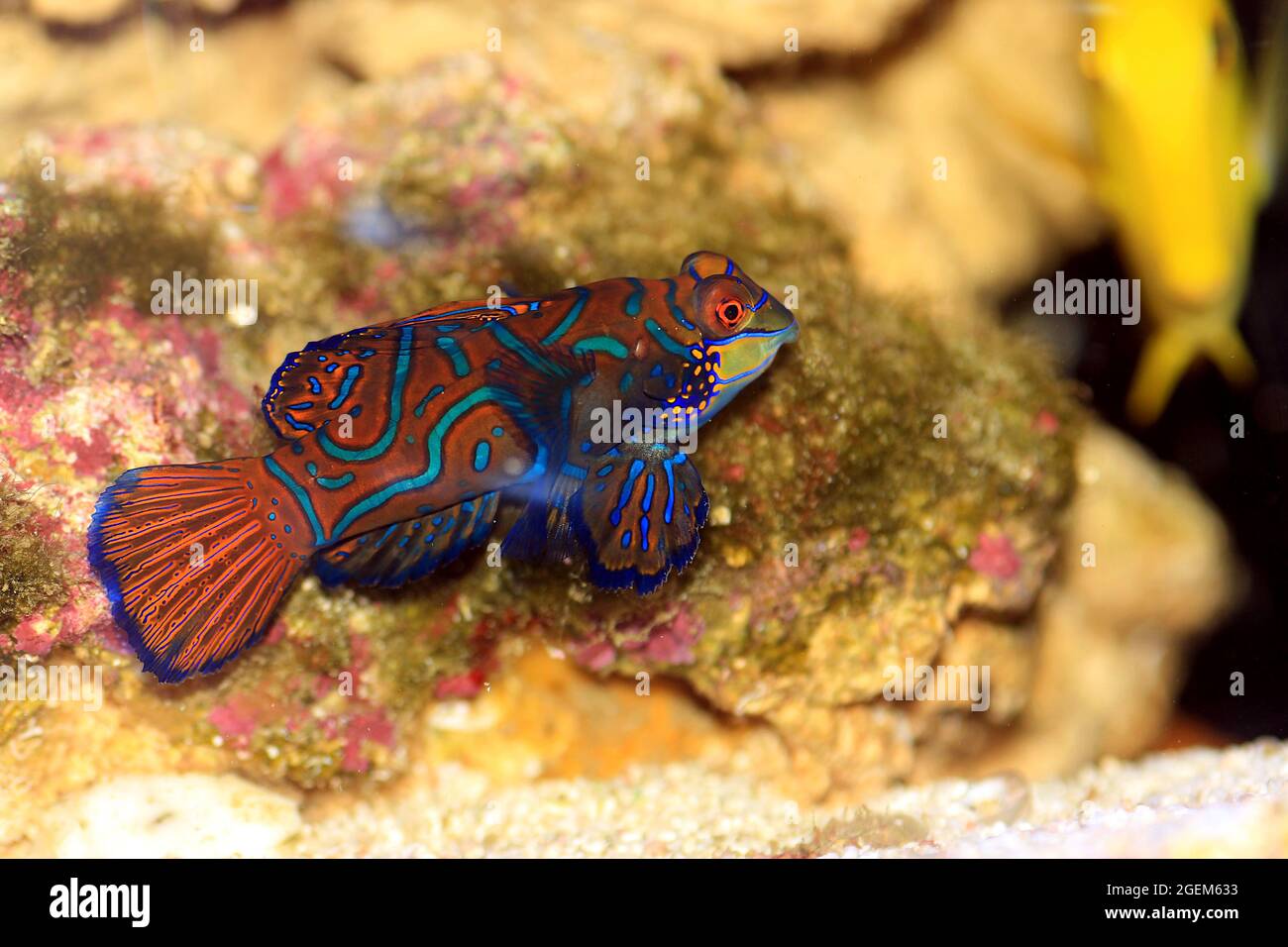 Most Colorful Saltwater Fish