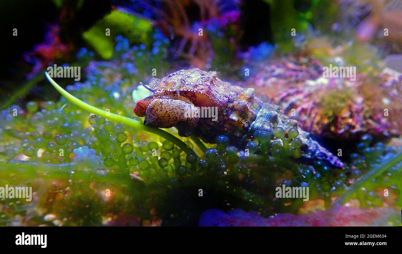 Cerith sand sea snail - Cerithium Caeruleum Stock Photo - Alamy