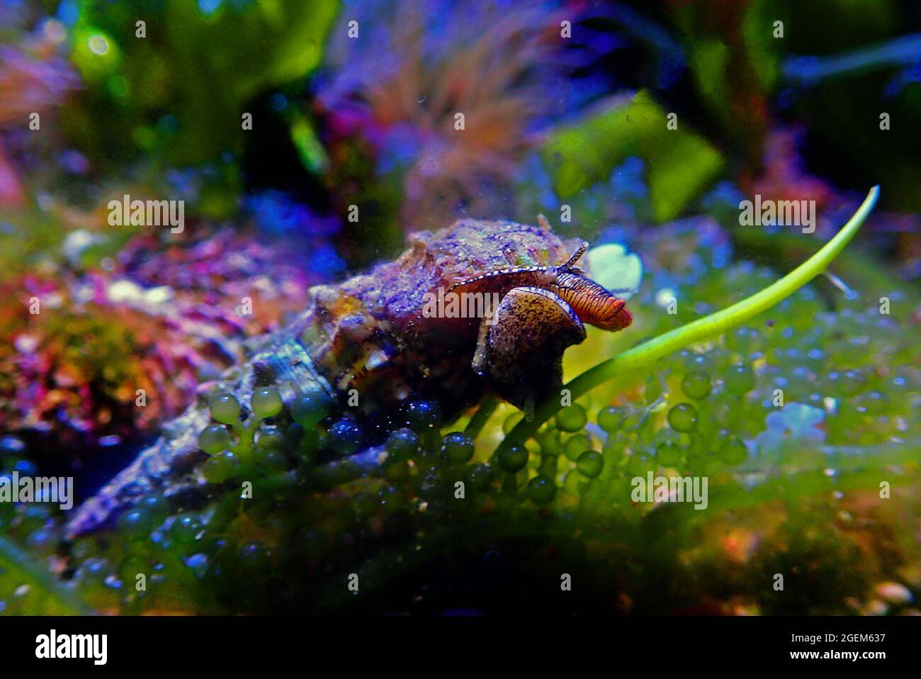 Cerith sand sea snail - Cerithium Caeruleum Stock Photo - Alamy