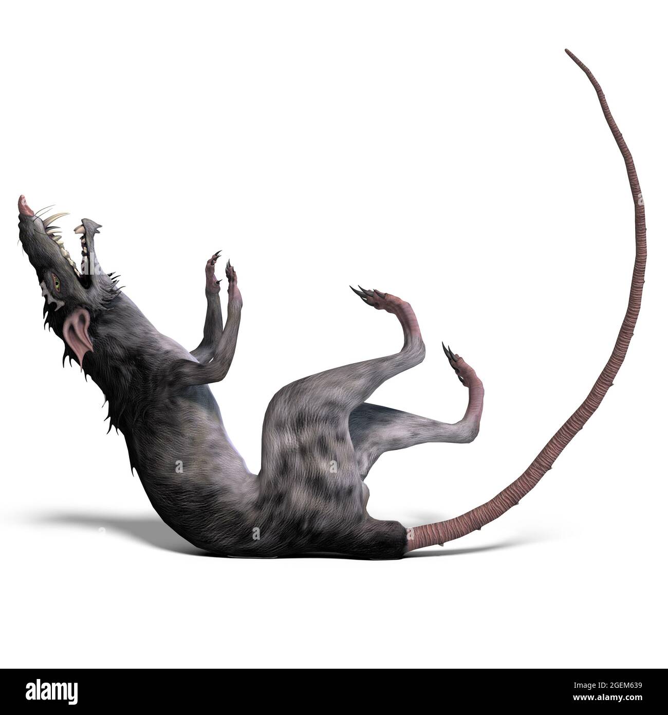 Muskrat illustration hi-res stock photography and images - Alamy