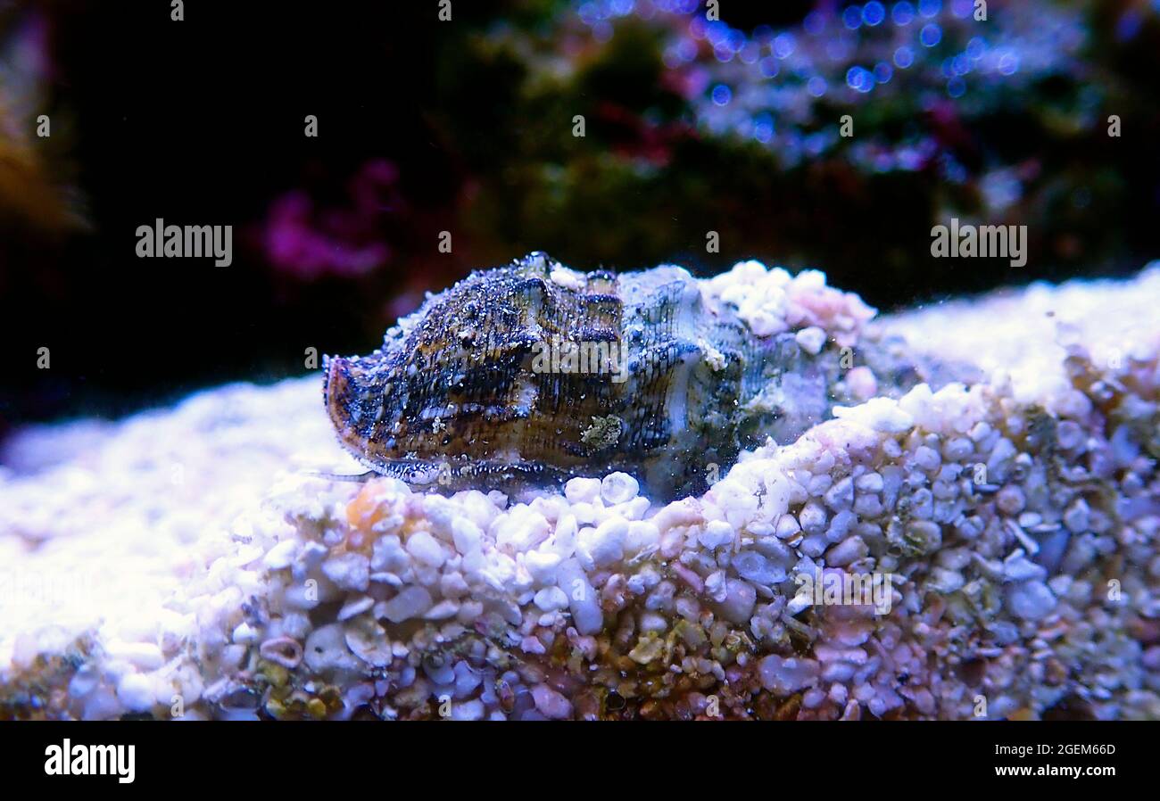 Cerith sand sea snail - Cerithium Caeruleum Stock Photo - Alamy