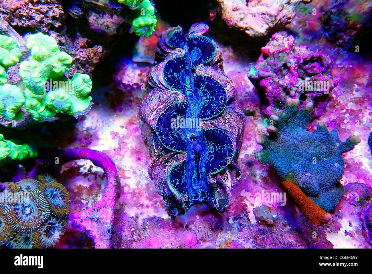 Underwater photography into the Red Sea of Tridacna Maxima Clam Stock ...