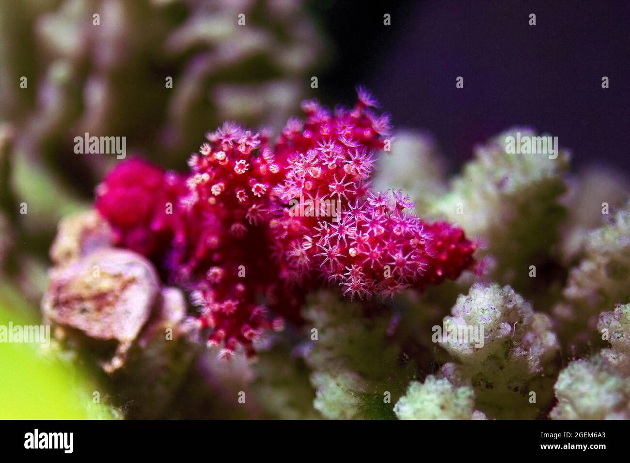 Photosynthetic coral hi-res stock photography and images - Alamy