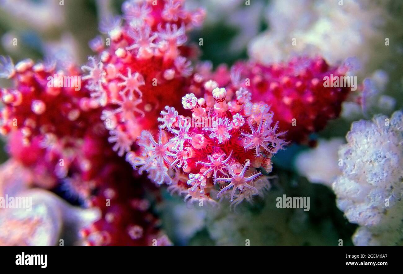 Photosynthetic life hi-res stock photography and images - Alamy