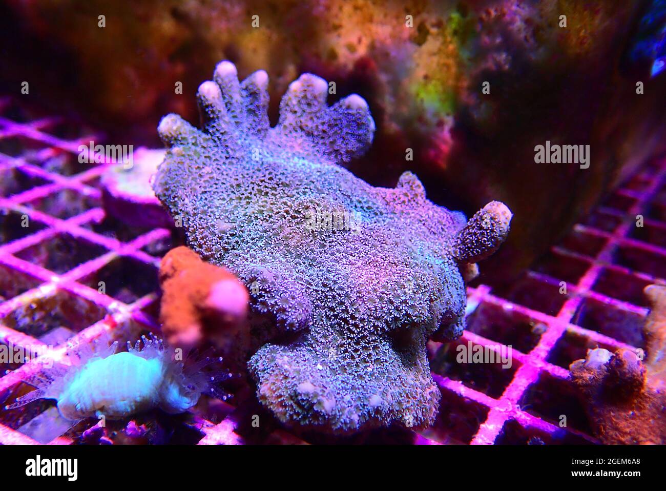 Ultra macro shot on Montipora polyps sps coral frag Stock Photo - Alamy