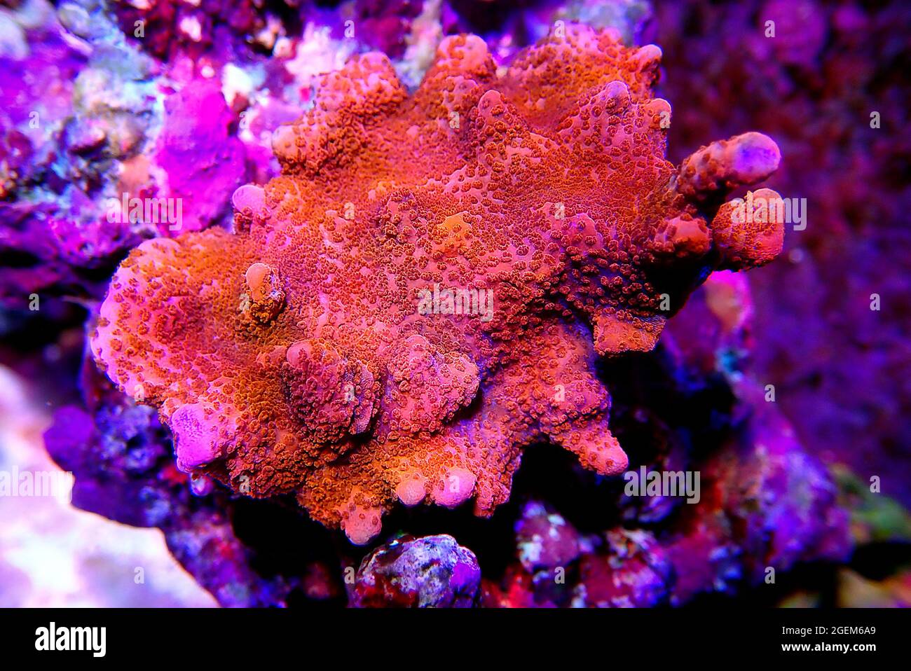 Ultra macro shot on Montipora polyps sps coral frag Stock Photo - Alamy