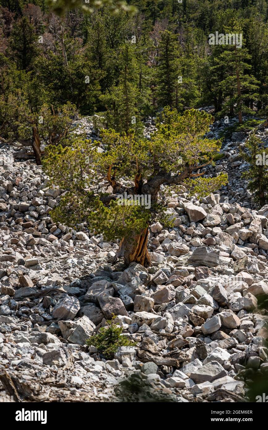 Thousand Years Old Bristlecone Tree Grows IN Boulder Field in Great ...
