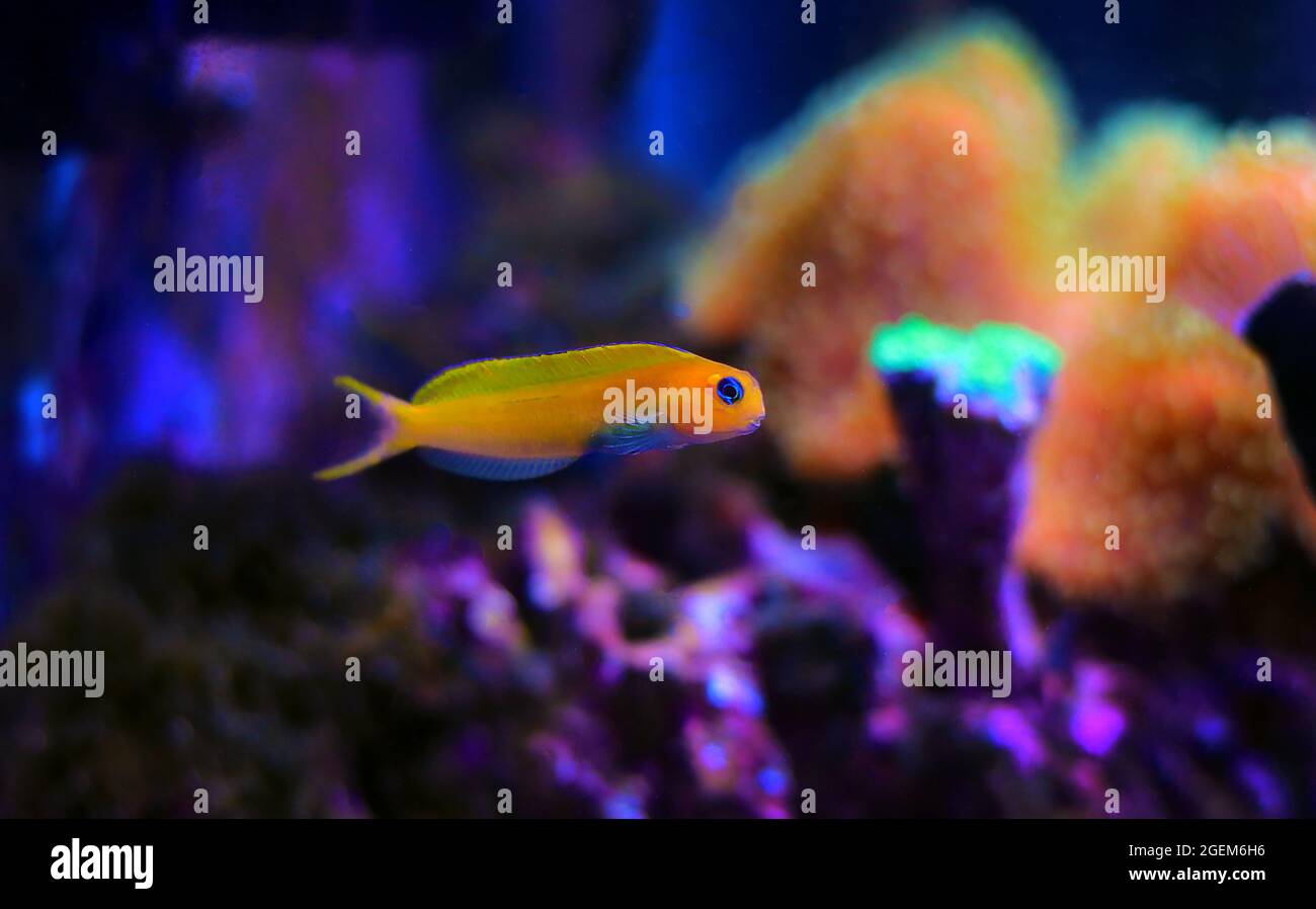 Golden Midas Blenny fish - Ecsenius midas Stock Photo - Alamy