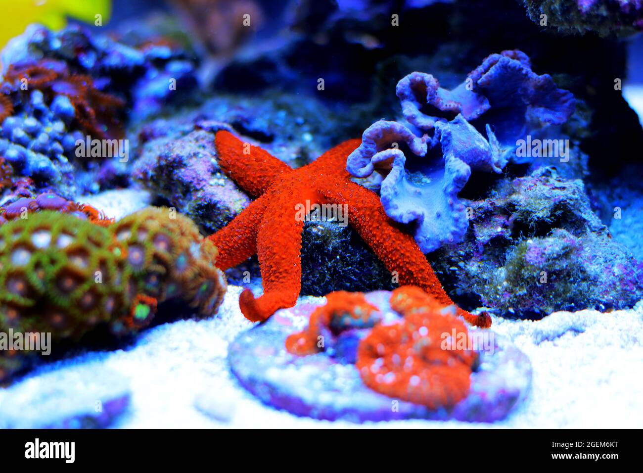 Red Starfish in Aquarium tank - Echinaster sepositus Stock Photo - Alamy