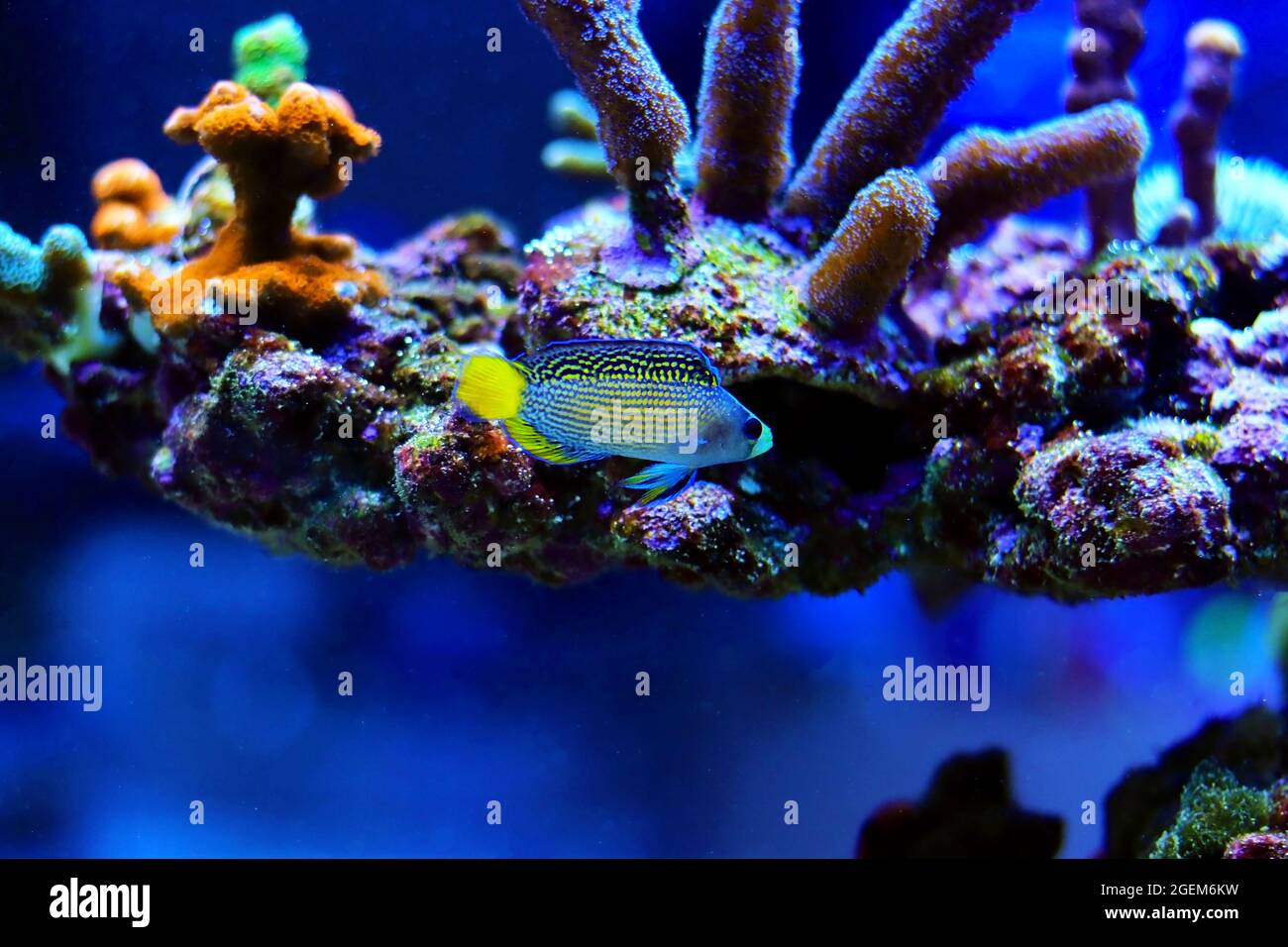 Splendid dottyback pseudochromis splendens hi-res stock photography and ...