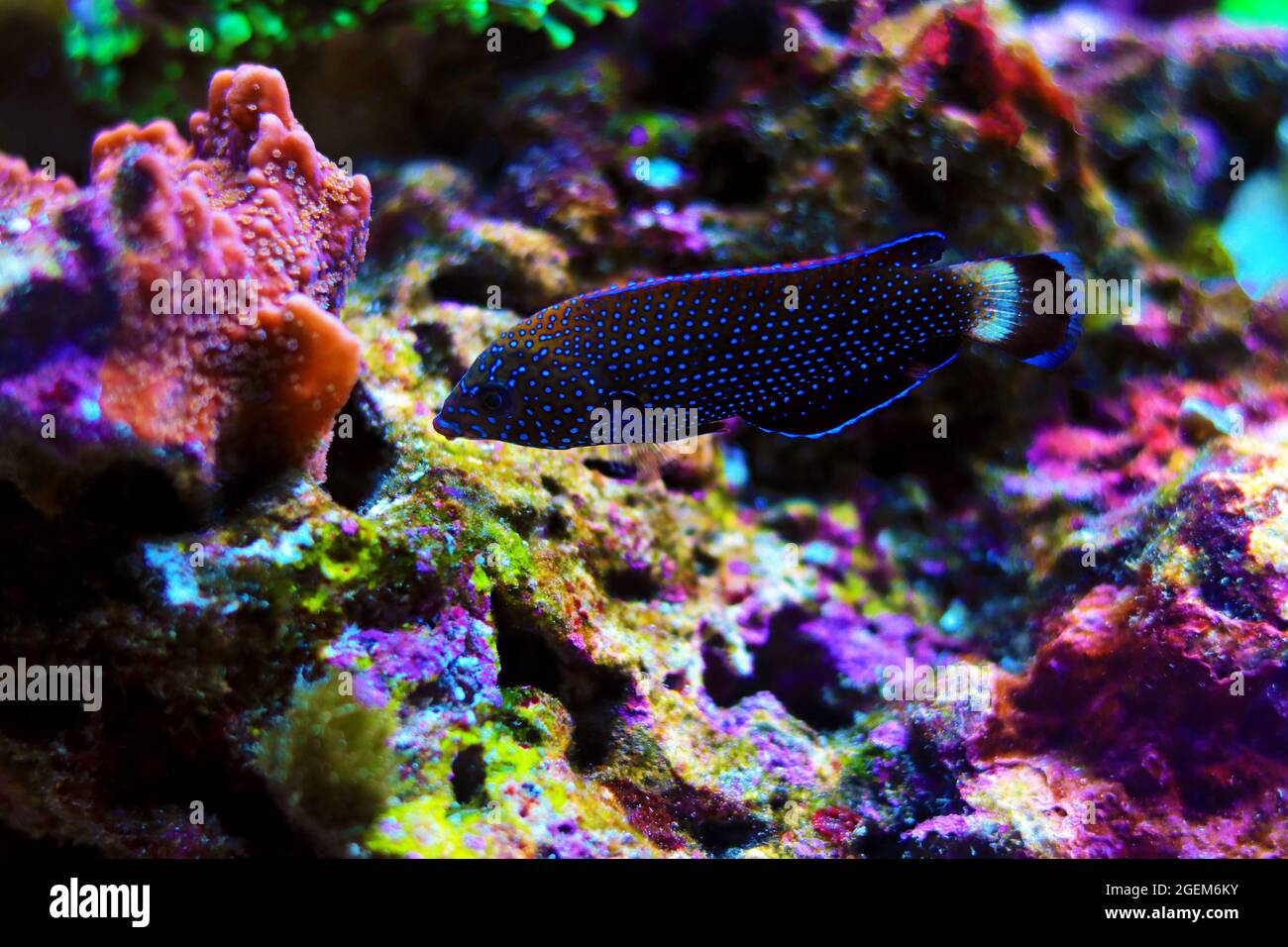 Blue-spotted wrasse - Anampses Caeruleopunctatus Stock Photo - Alamy