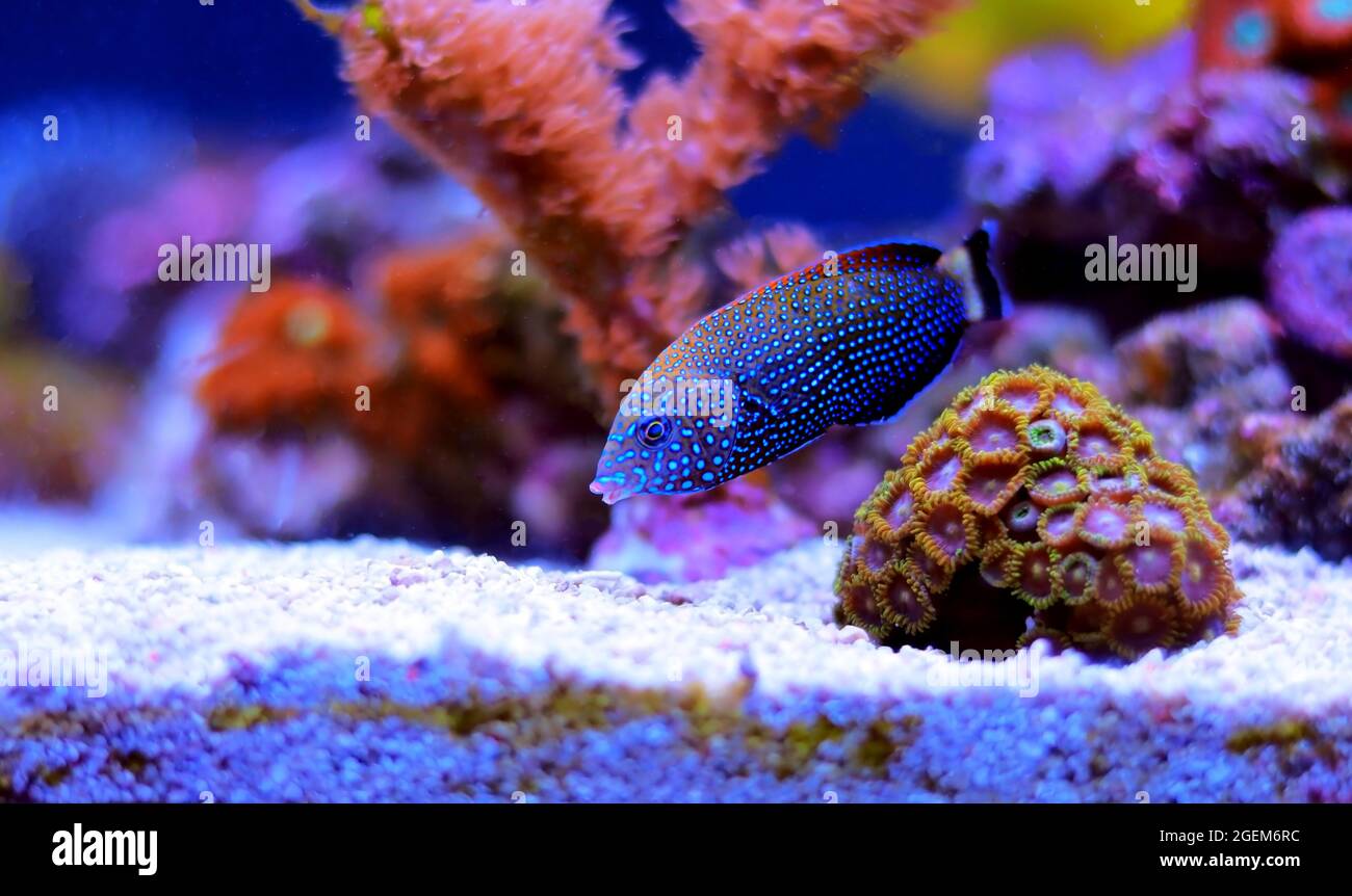 Blue-spotted wrasse - Anampses Caeruleopunctatus Stock Photo - Alamy