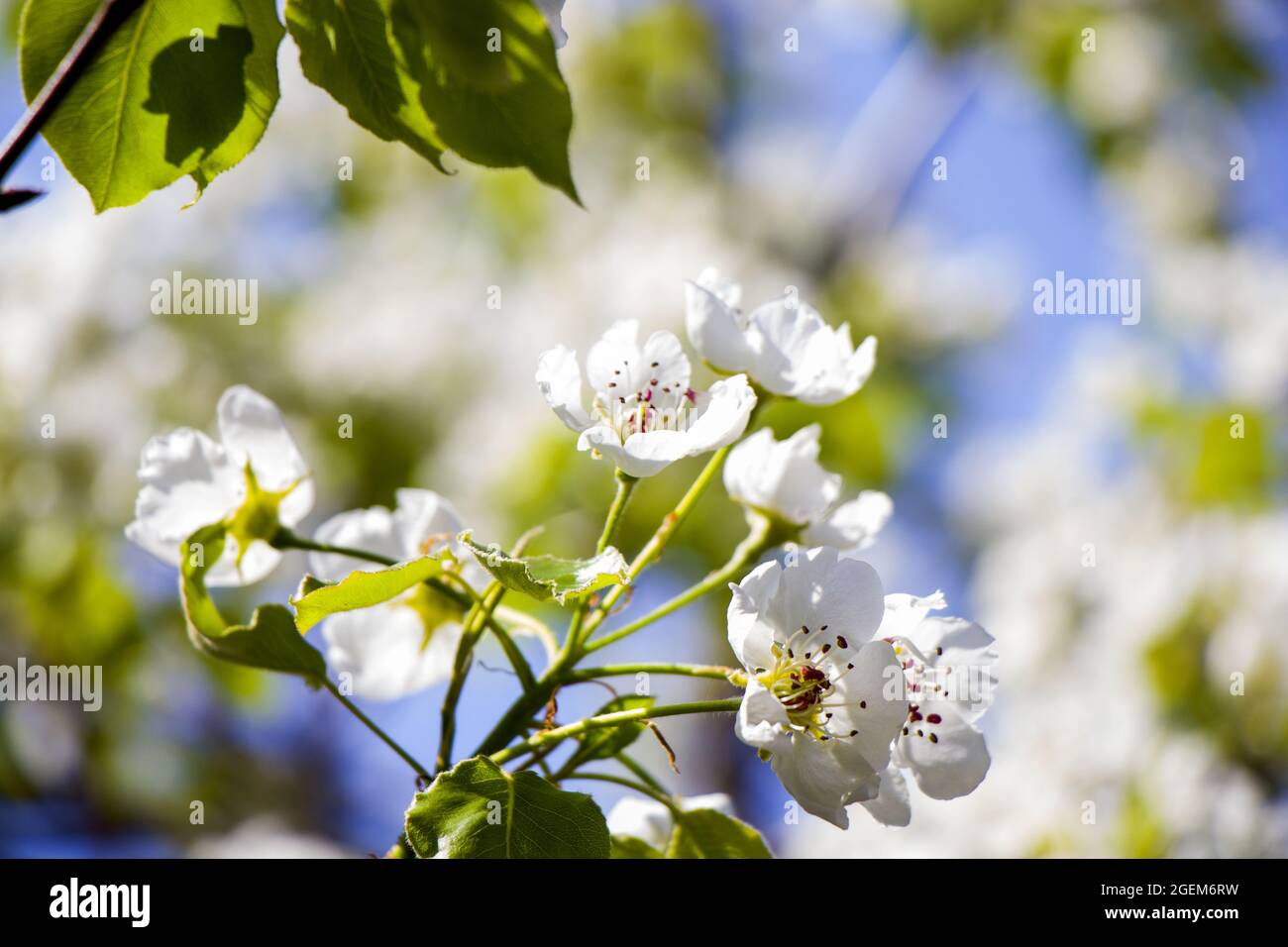 Spring time tree, white flowers on the branch, cherry tree blossoming ...