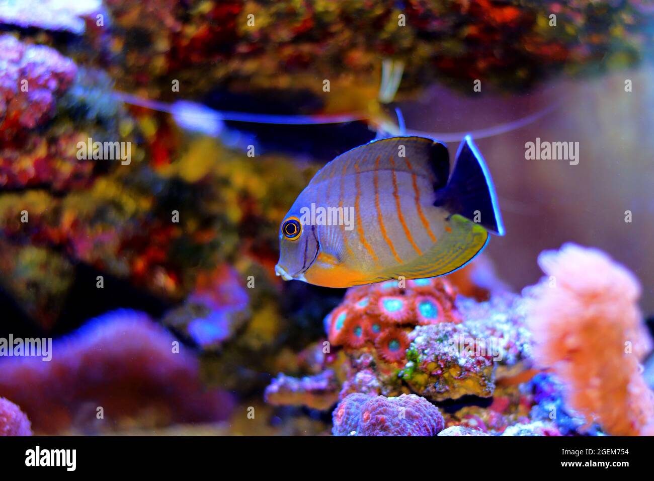Mimic surgeonfish hi-res stock photography and images - Alamy