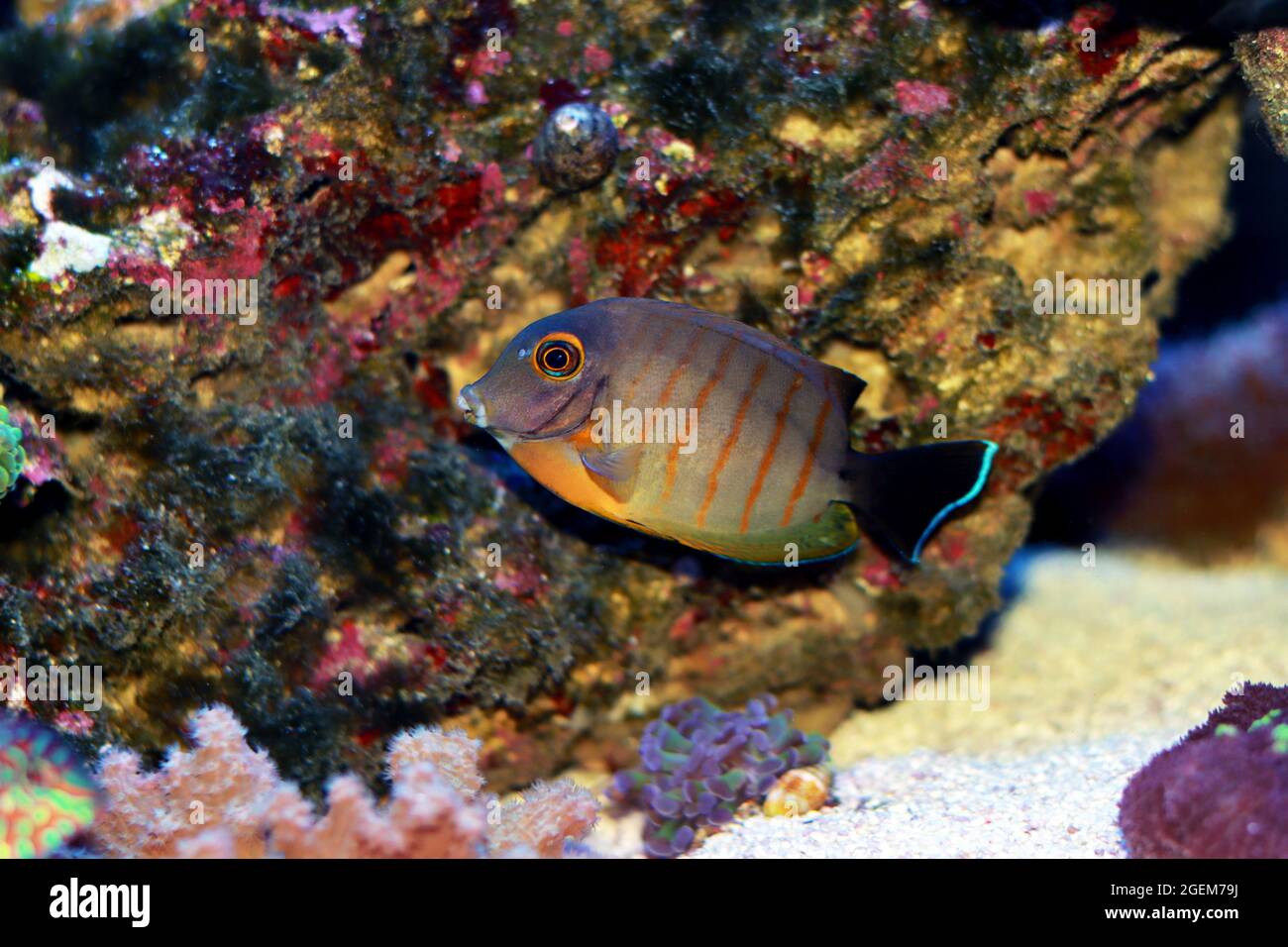 Mimic surgeonfish hi-res stock photography and images - Alamy