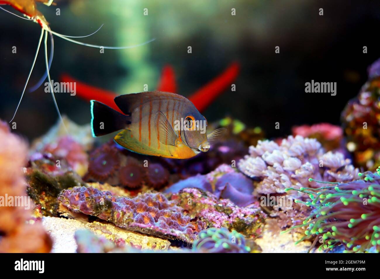 Mimic surgeonfish hi-res stock photography and images - Alamy