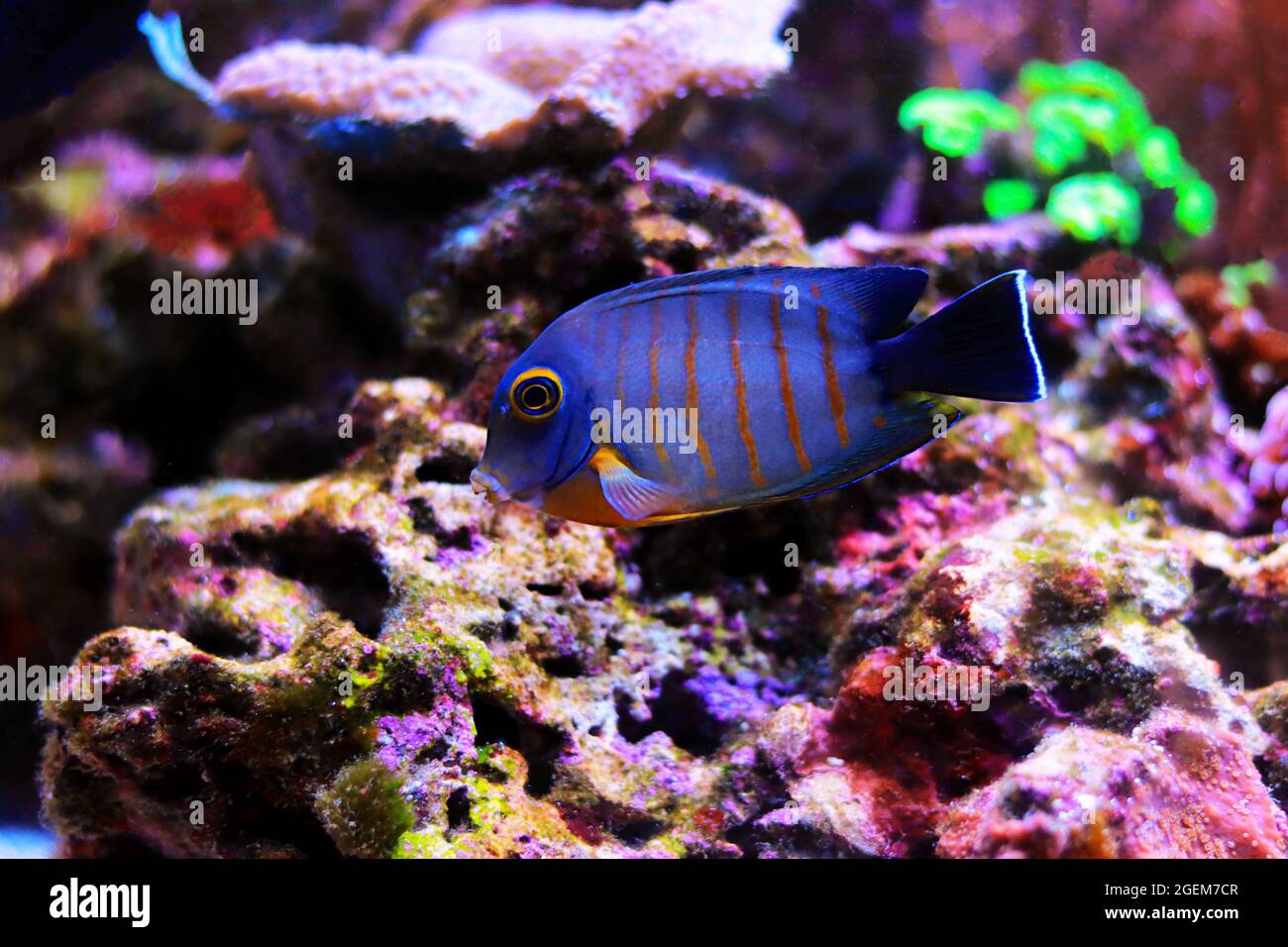 Mimic tang hi-res stock photography and images - Alamy