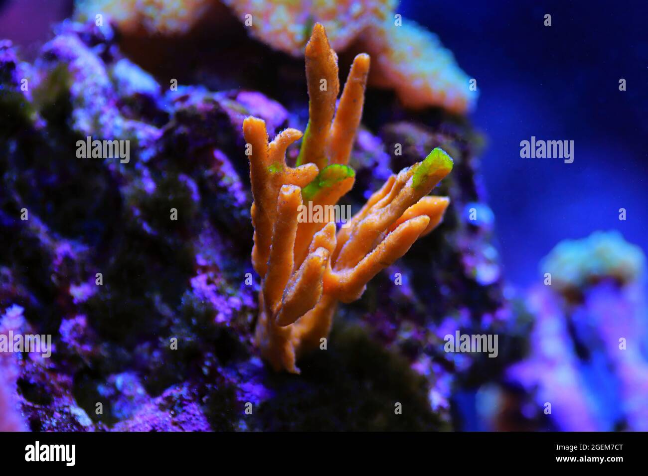 Yellow antlers sponge (Axinella polypoides) in Mediterranean Sea Stock ...