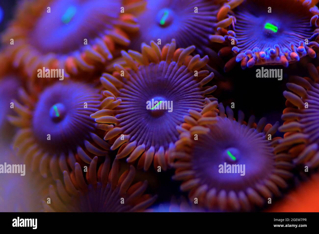 Zoanthid's polyps colonies are amazing colorful living decoration for ...