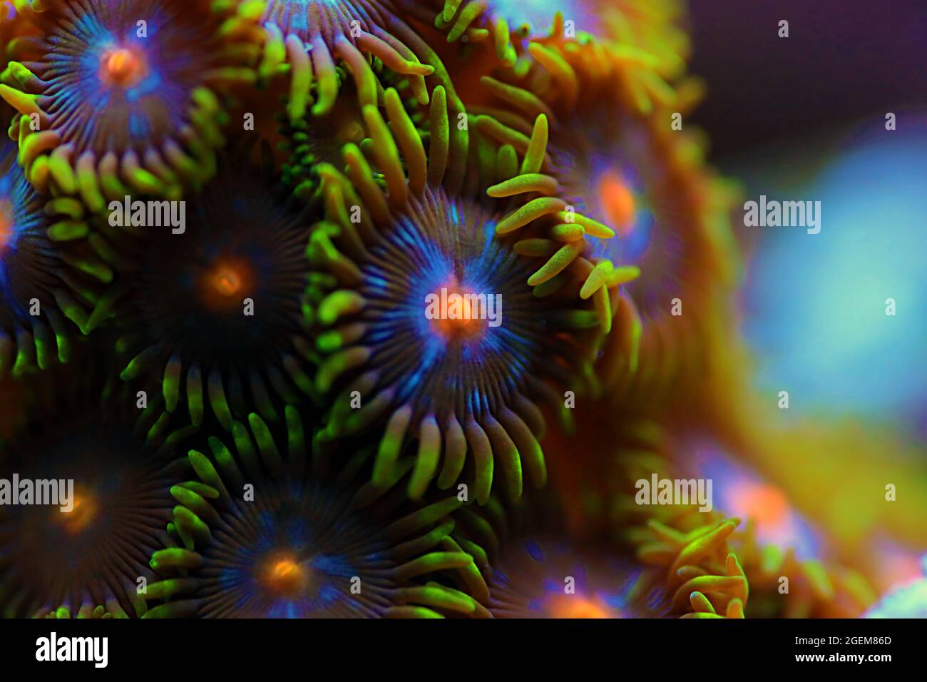 Zoanthid's polyps colonies are amazing colorful living decoration for ...
