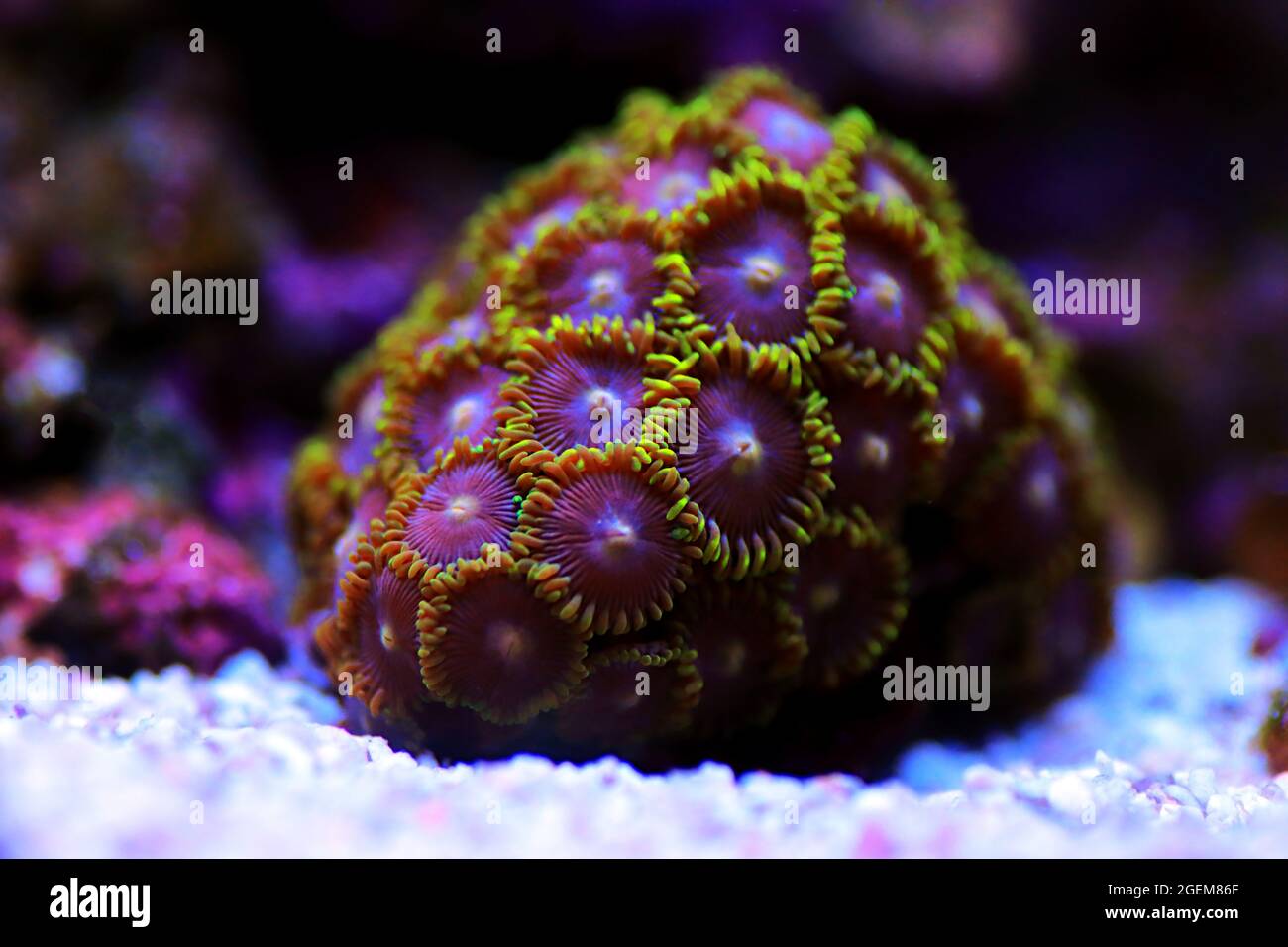 Zoanthid's polyps colonies are amazing colorful living decoration for ...