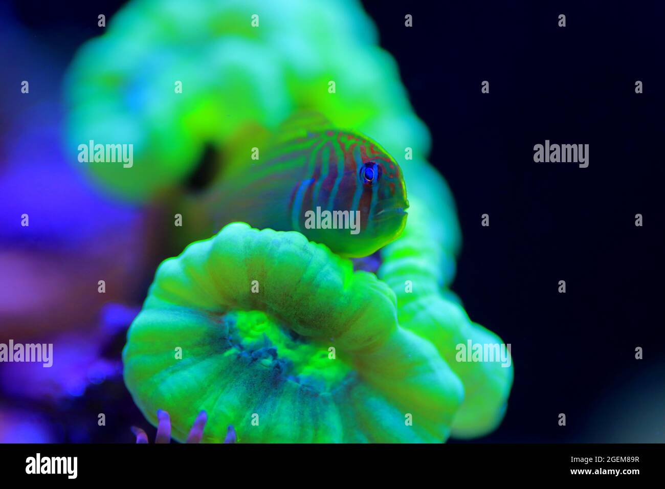 Green Clown Coral Goby camouflages in coral - Gobiodon histrio Stock ...