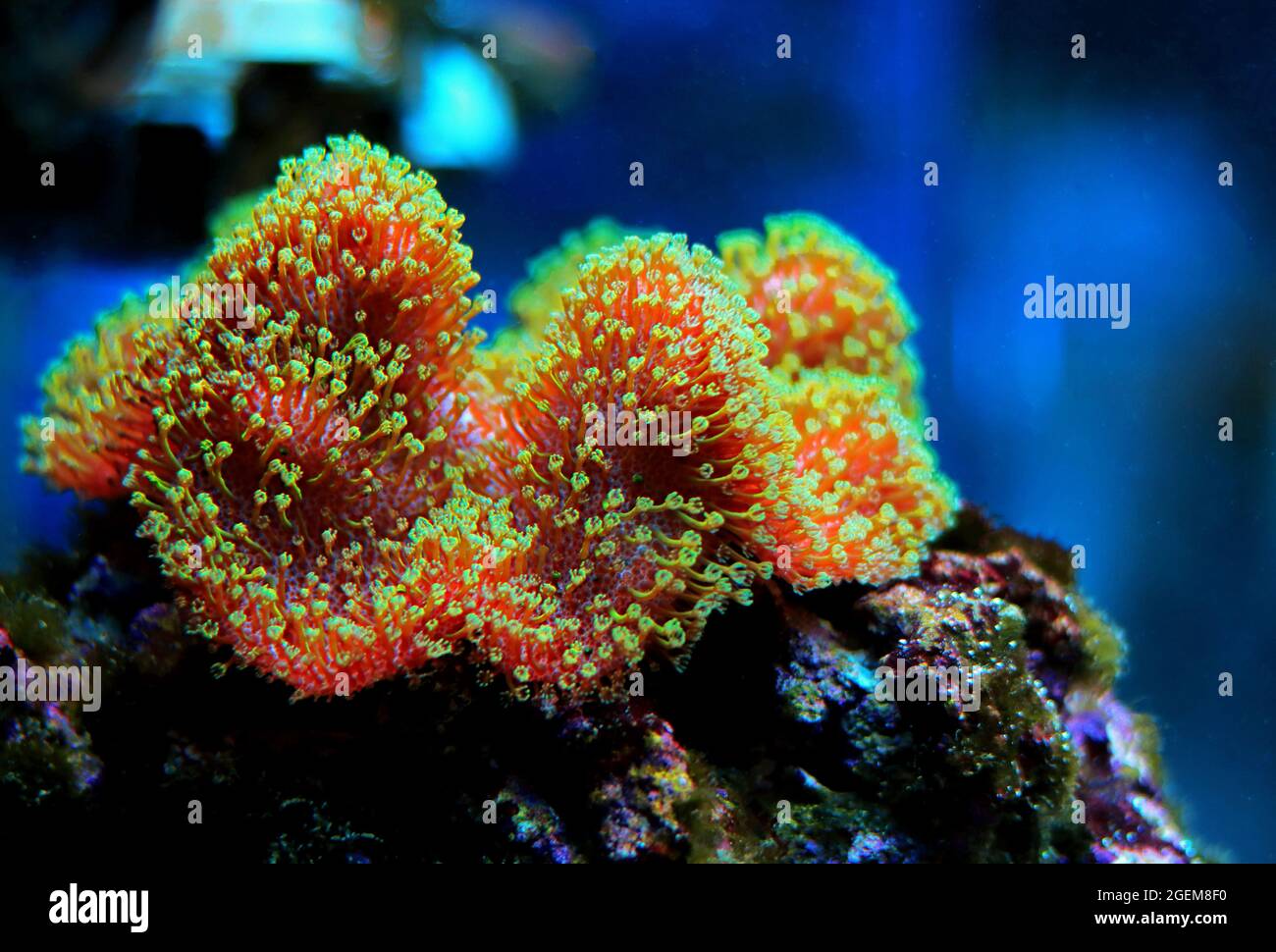 Alcyoniidae hi-res stock photography and images - Alamy