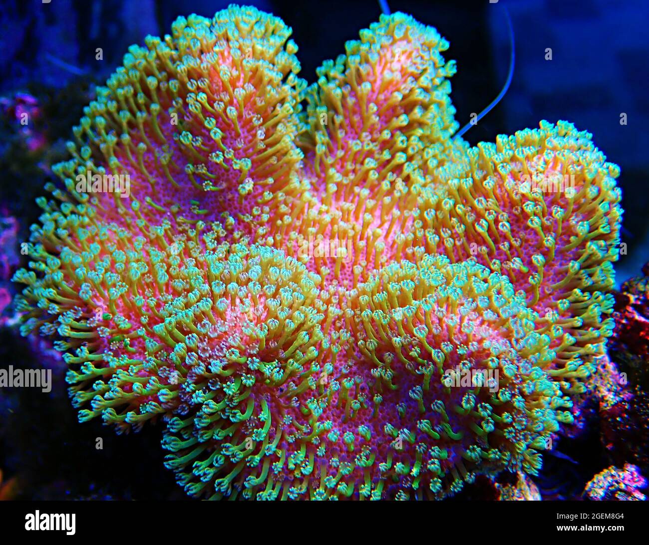 Sarcophyton is a genus of corals in the family Alcyoniidae that are ...