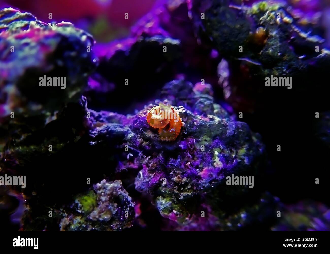 Vermetid worm hi-res stock photography and images - Alamy