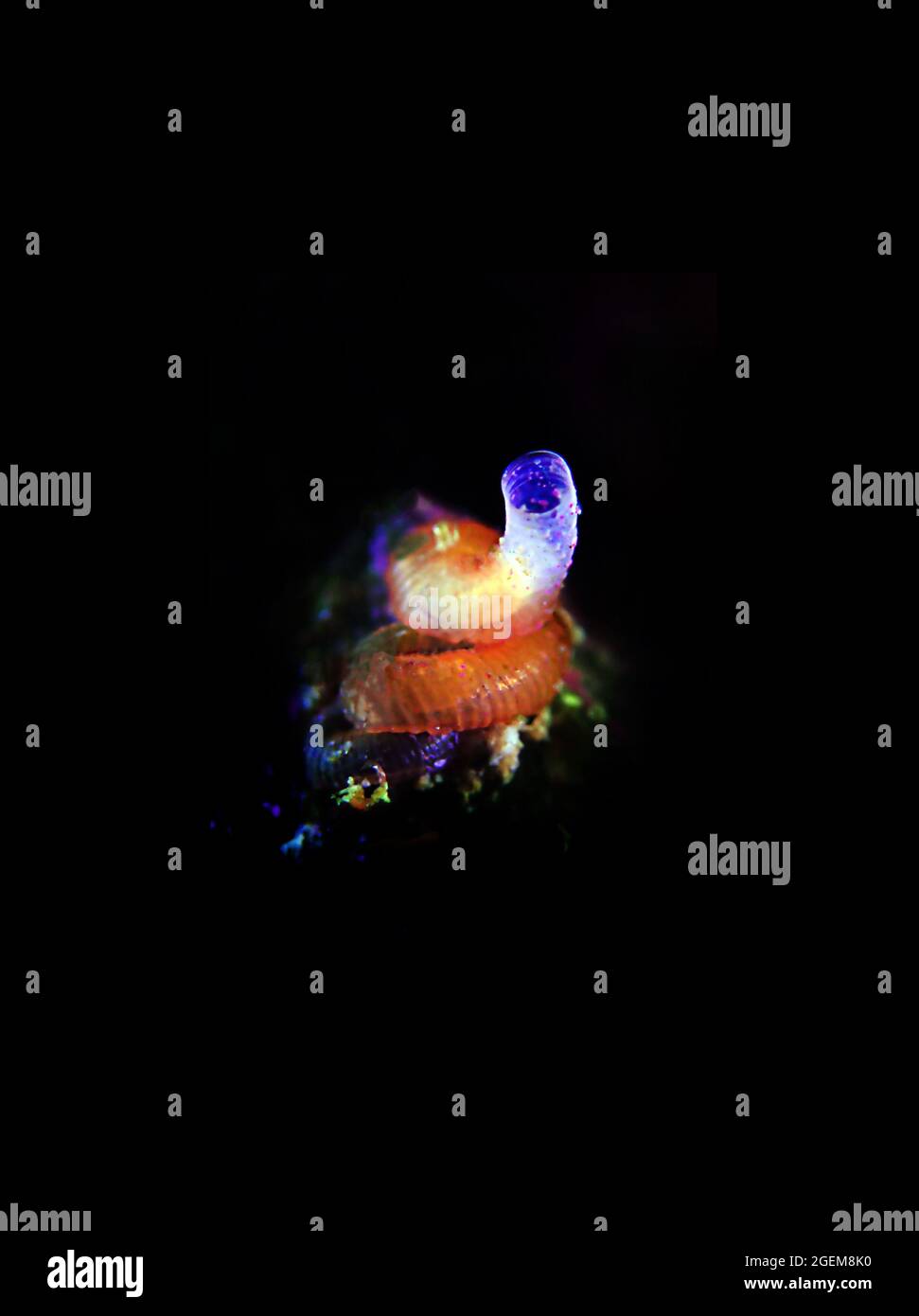 Vermetid snail - nasty pest in coral reef aquarium tank Stock Photo - Alamy