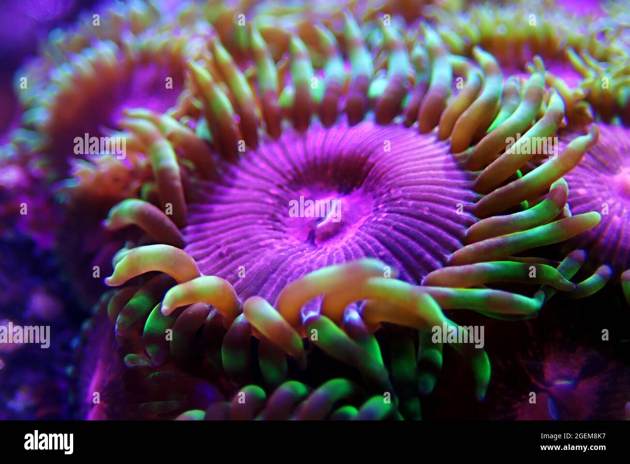 Pink Diamond rare Zoanthids colony polyps Stock Photo - Alamy