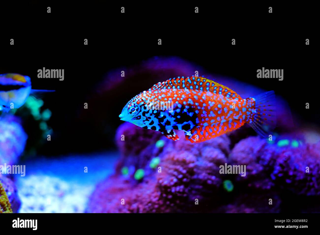 Blue Star Leopard Wrasse - Macropharyngodon bipartitus Stock Photo - Alamy