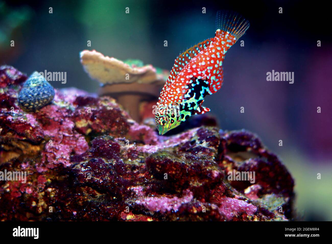 Blue Star Leopard Wrasse - Macropharyngodon bipartitus Stock Photo - Alamy