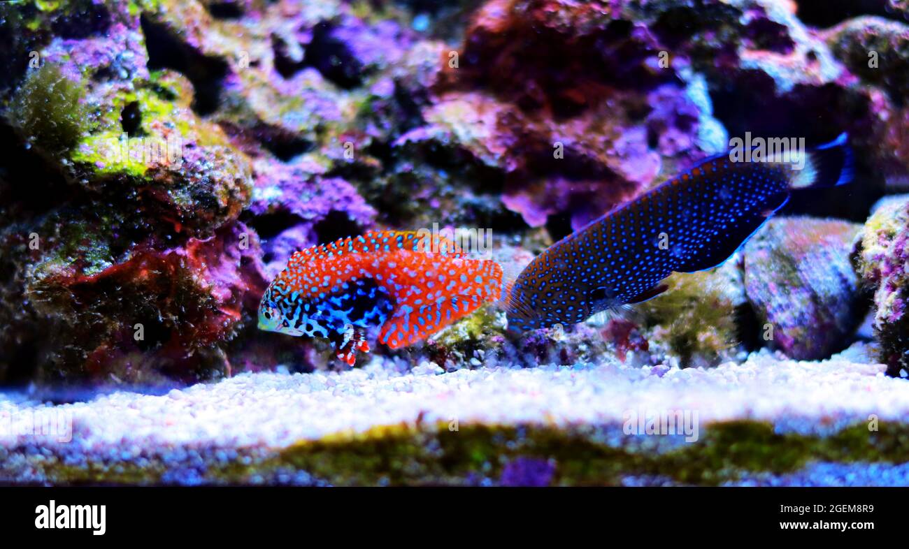 Blue Star Leopard Wrasse - Macropharyngodon bipartitus Stock Photo - Alamy