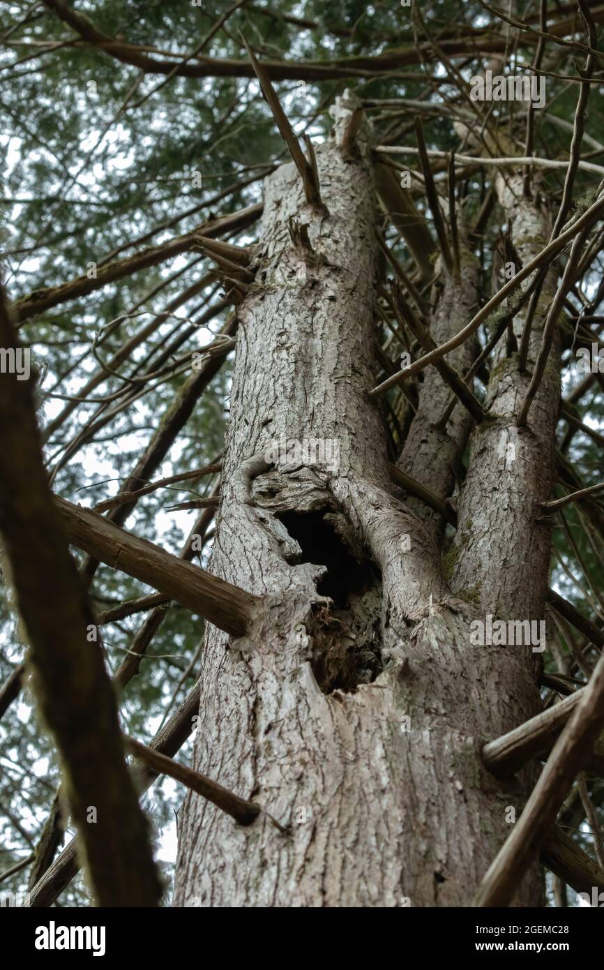 large hole in the side of a tall tree in the middle of a forest Stock ...