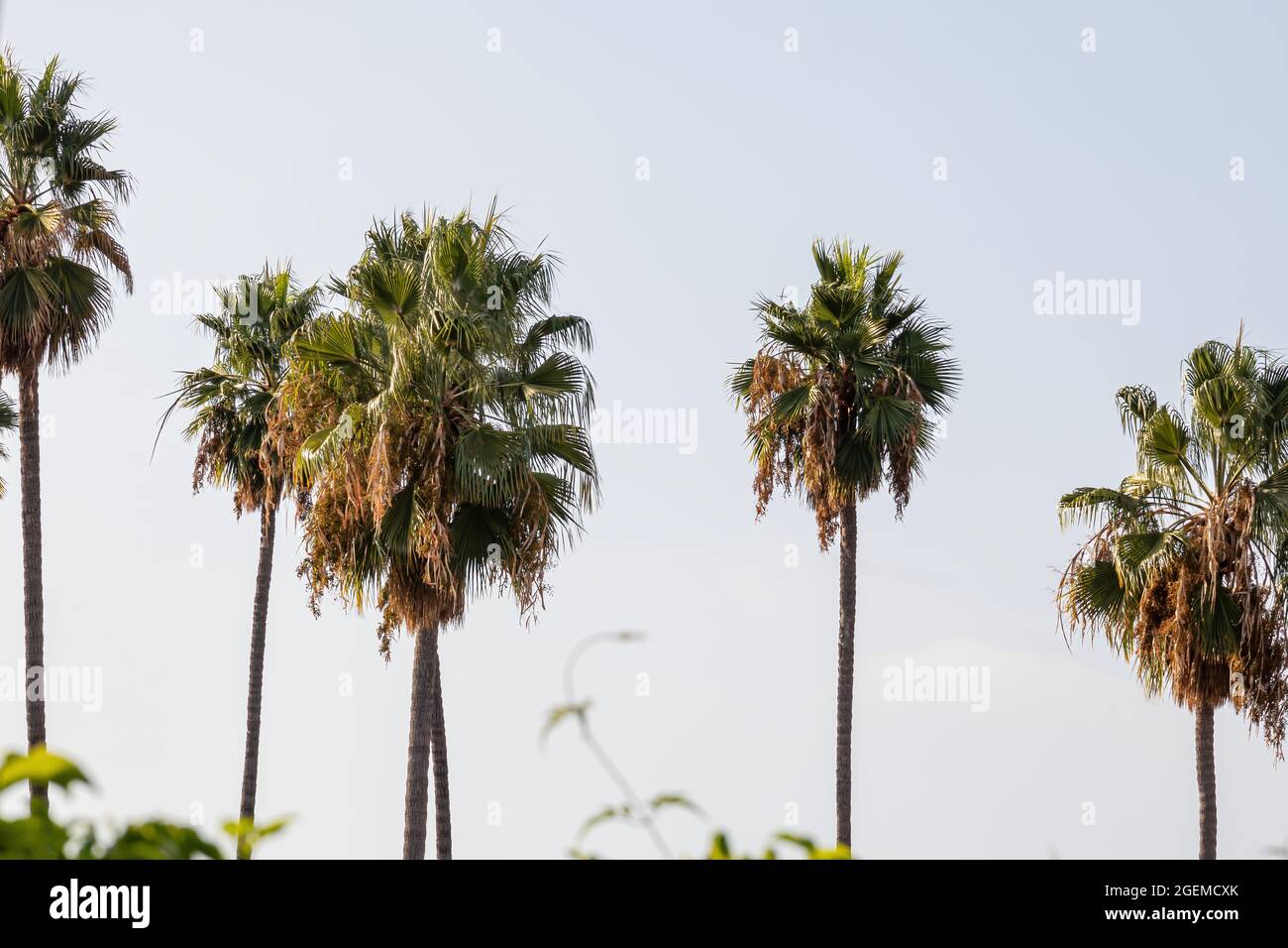 Five large palm trees hi-res stock photography and images - Alamy