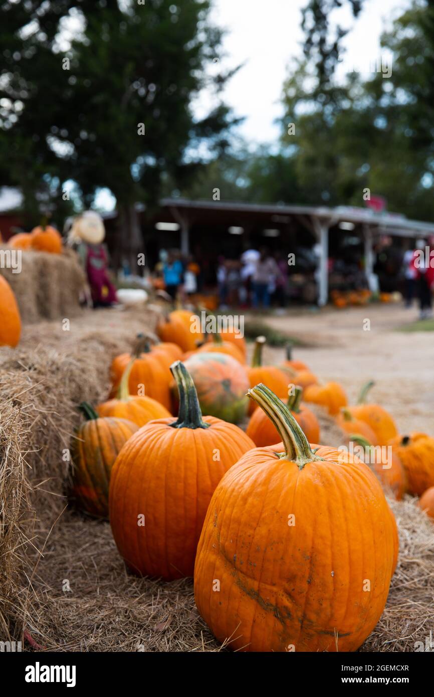 A row of fall orange pumpkins sitting on the ground at a fall festival ...