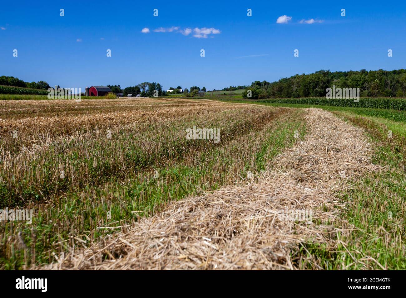 Wausau, Wisconsin farm with crops in August, horizontal Stock Photo - Alamy
