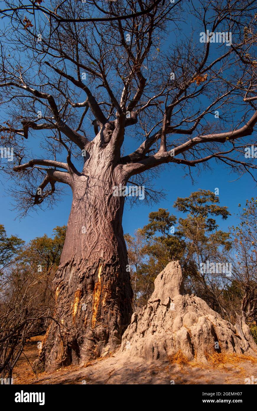 Baobab tree with a big part of his trunk ripped by elephants that do it ...