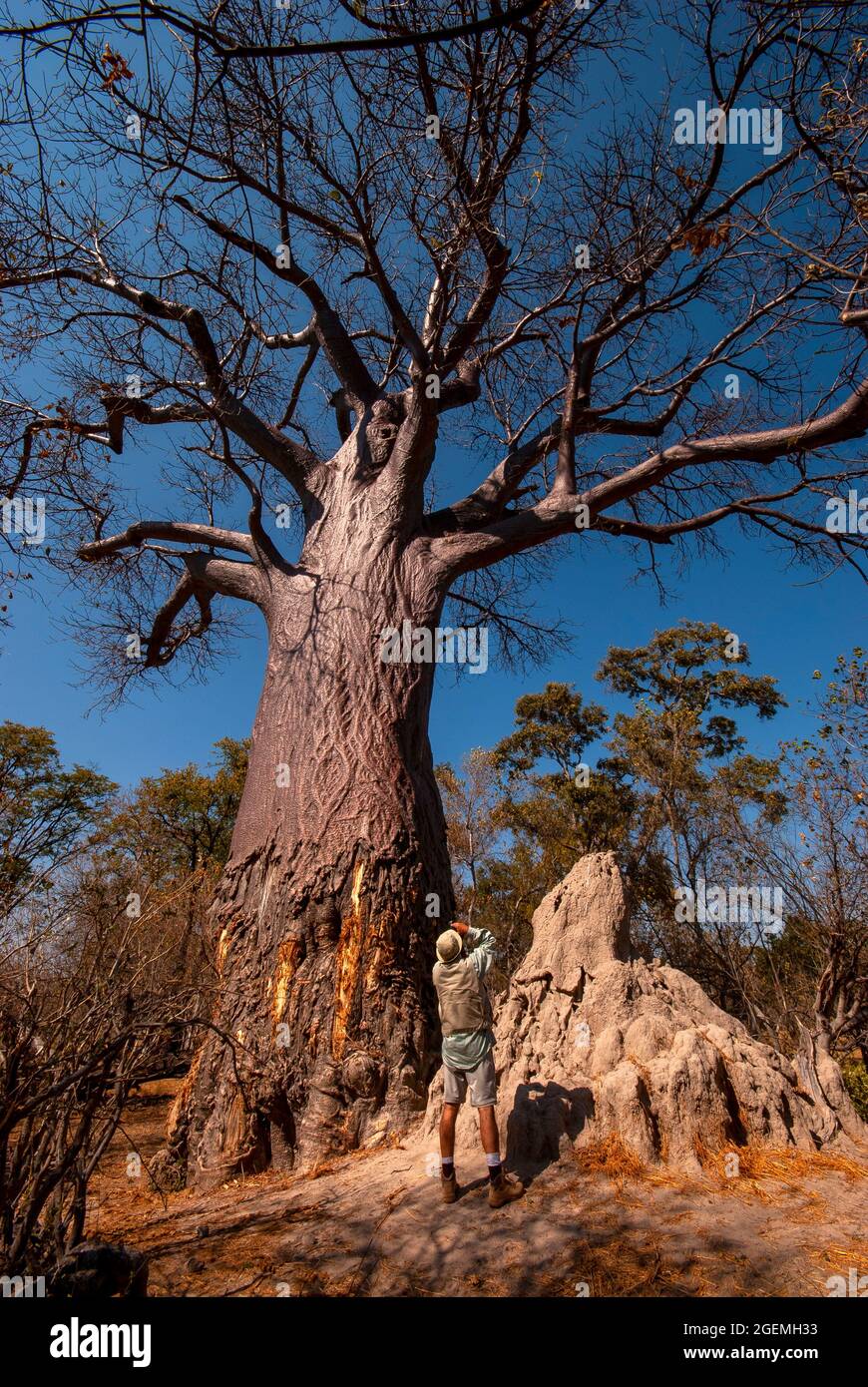 Baobab tree with a big part of his trunk ripped by elephants that do it ...